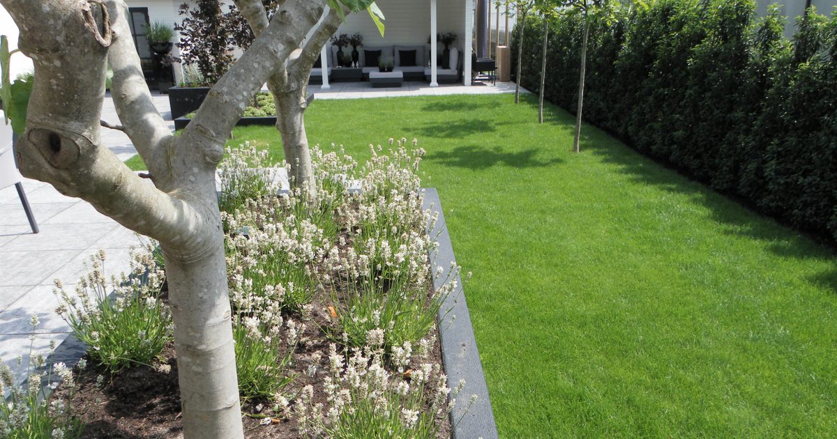 Strakke tuin Zuid-Holland | Uit den Boogaard Hoveniers